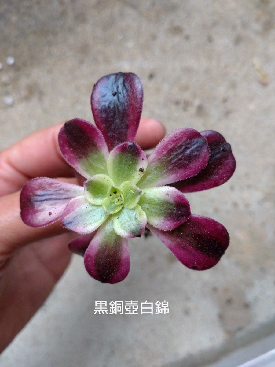 多肉植物 アエオニウム 6種類セット マギー ピンクウイッチ錦他 多肉植物 アエオニウム 6種類セット マギー ピンクウイッチ錦他