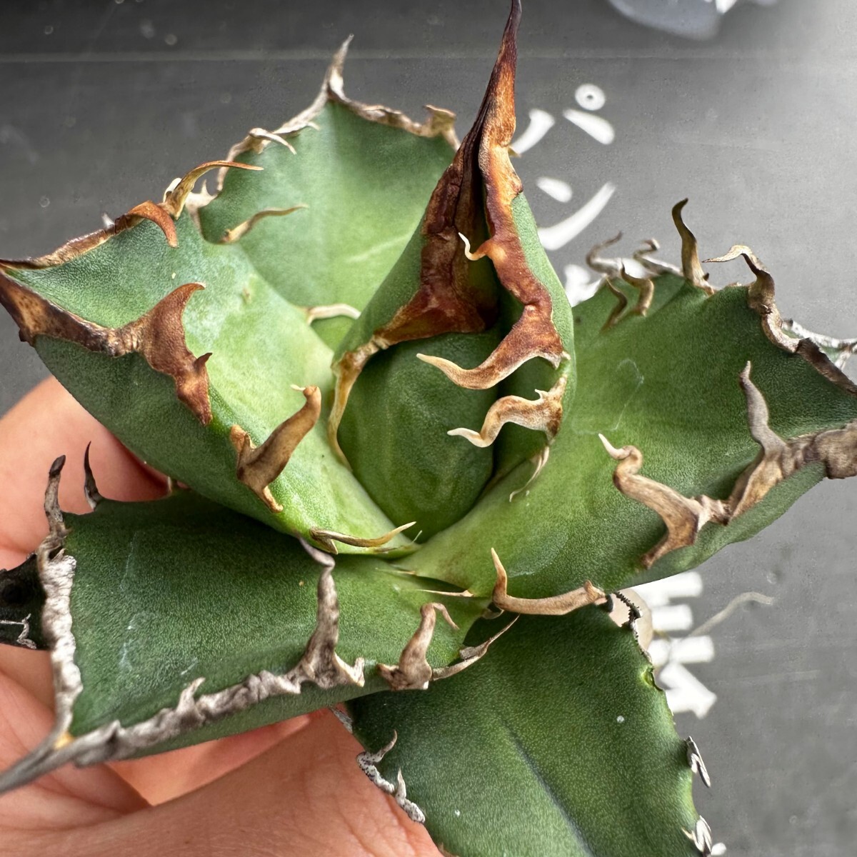 Yahoo!オークション - L76【パンダ園芸】アガベ 多肉植物 チタノタ シ...