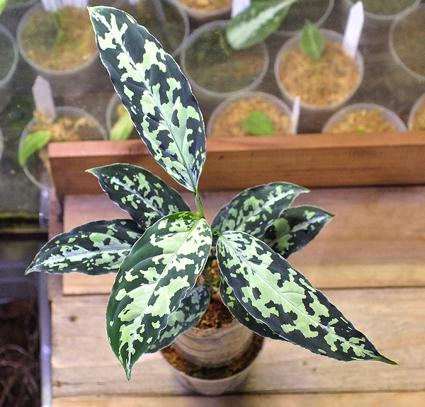 Yahoo!オークション - アグラオネマ ピクタム ”エコーズ”UC【AZ0611-...