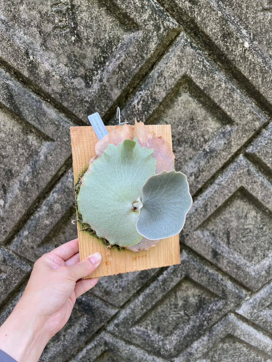 Yahoo!オークション - P. FSQ vp#2 De La Rocha ビカクシダ