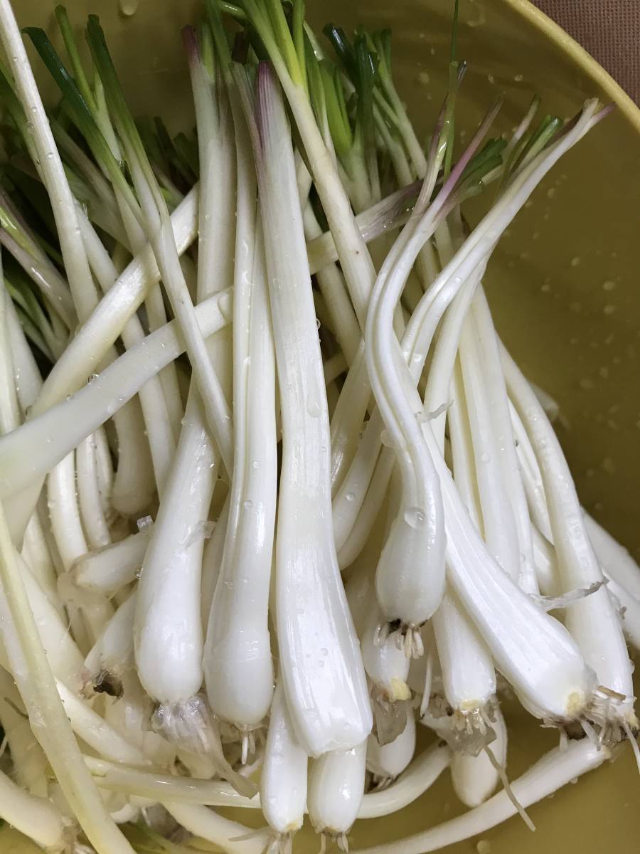 Yahoo!オークション - 沖縄産 塩漬け島らっきょう 200gx5