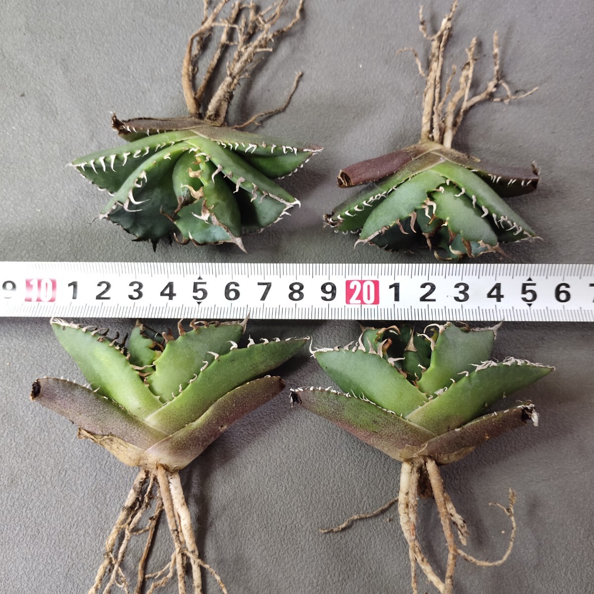 Yahoo!オークション - A737アガベ 多肉植物 チタノタ 蟹 カニ 強棘 極...