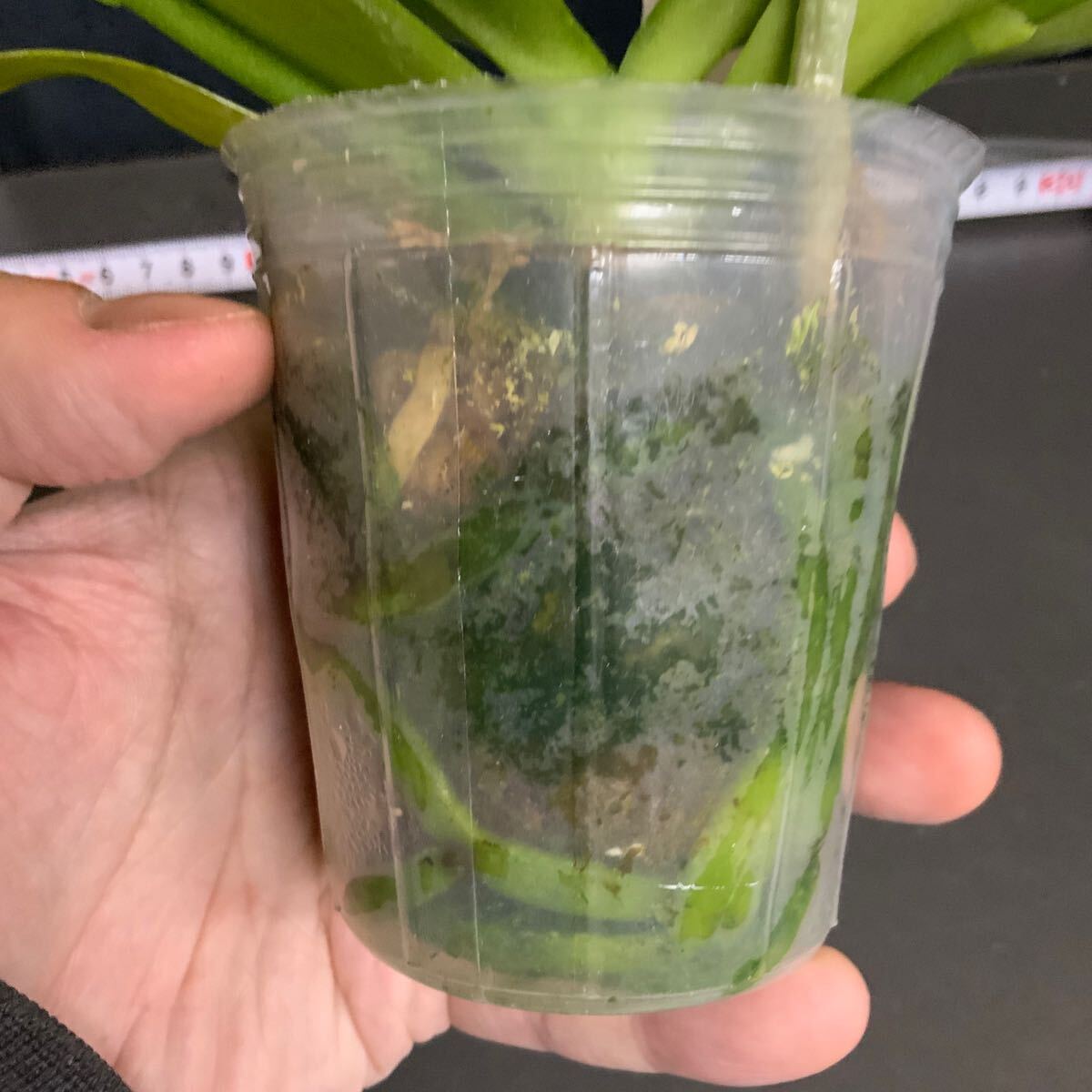 Yahoo!オークション - (^ ^)(963) Phal. Yaphon Perfume '815'