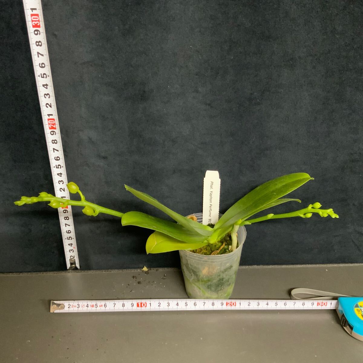 Yahoo!オークション - (^ ^)(963) Phal. Yaphon Perfume '815'