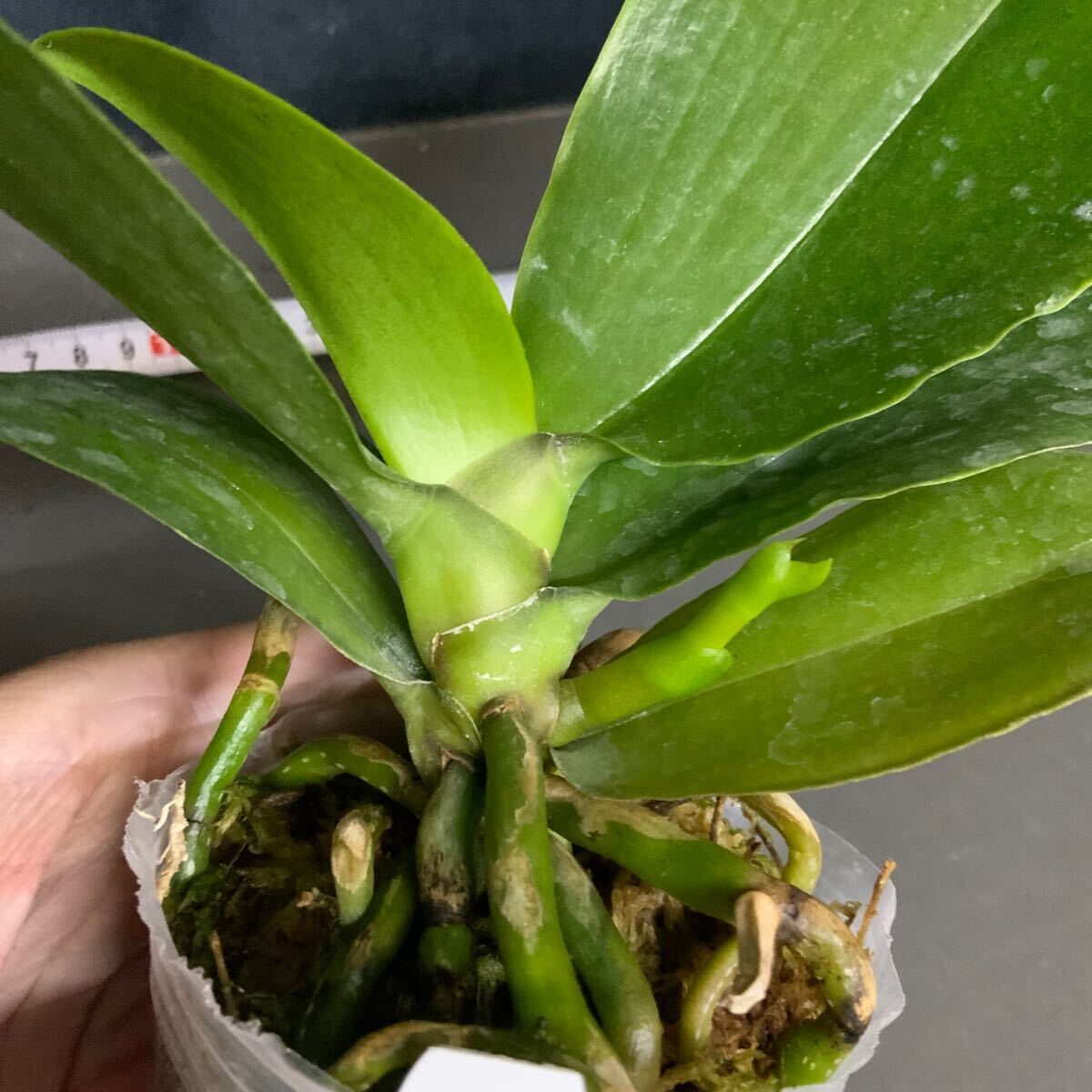 Yahoo!オークション - (^ ^)(972)Phal. Sogo Shito