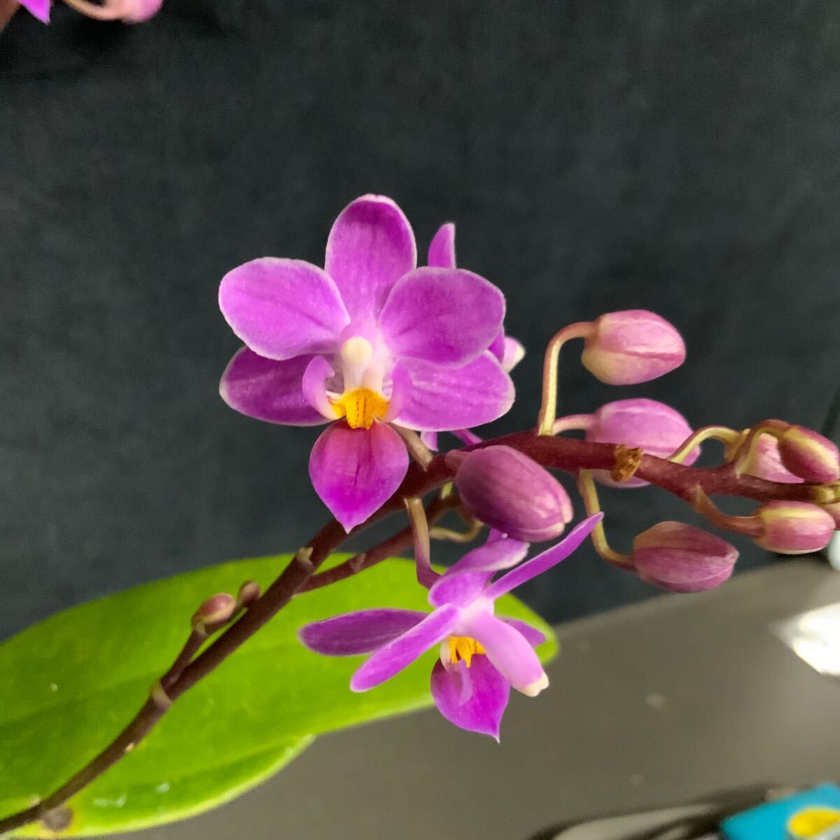 Yahoo!オークション - (^ ^)(989)Phal. eqestris ‘Red’