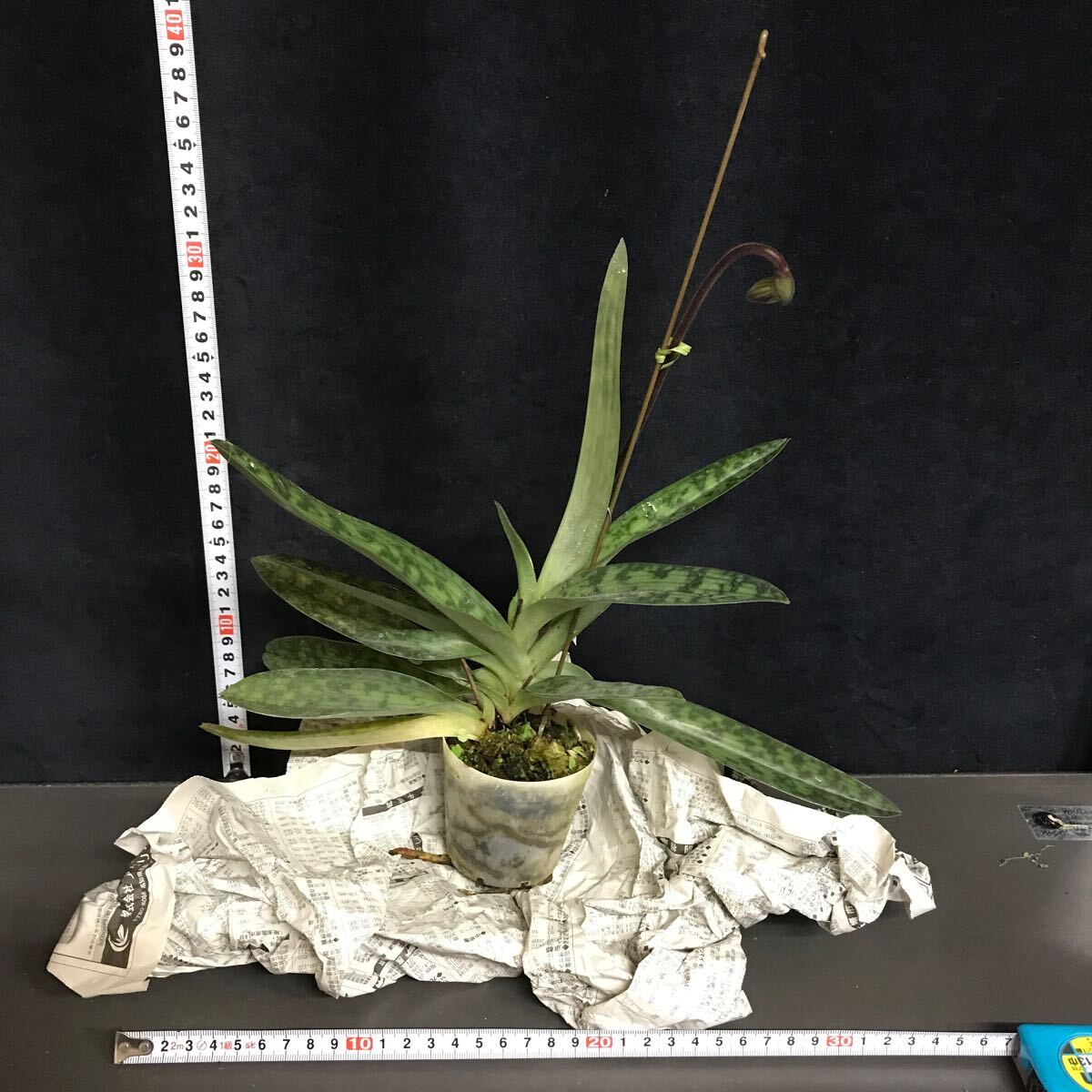 Yahoo!オークション - (^ ^)() Paph. callosum var. birkii 'Planet'