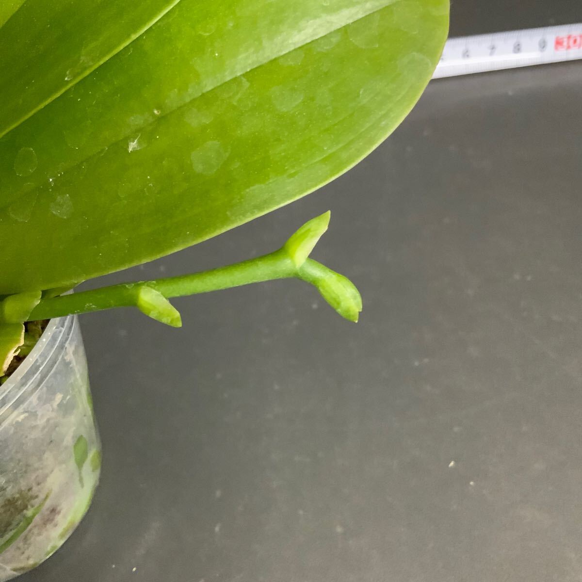 Yahoo!オークション - (^ ^)(38)Phal. Lyndon Mix Zebra ‘817’