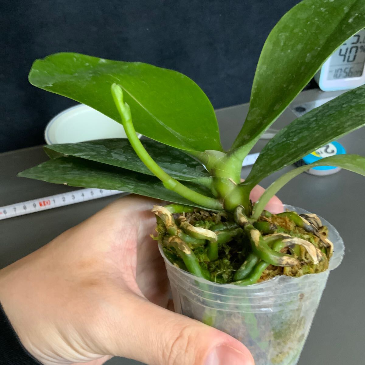 Yahoo!オークション - (^ ^)(91)Phal. Sogo Shito