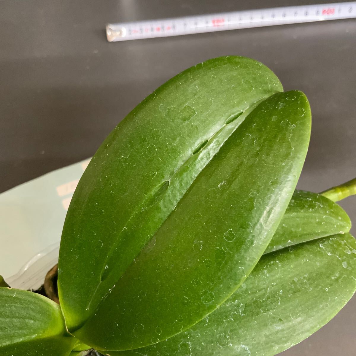 Yahoo!オークション - (^ ^)(108)Phal. Sogo Vieker ‘456’