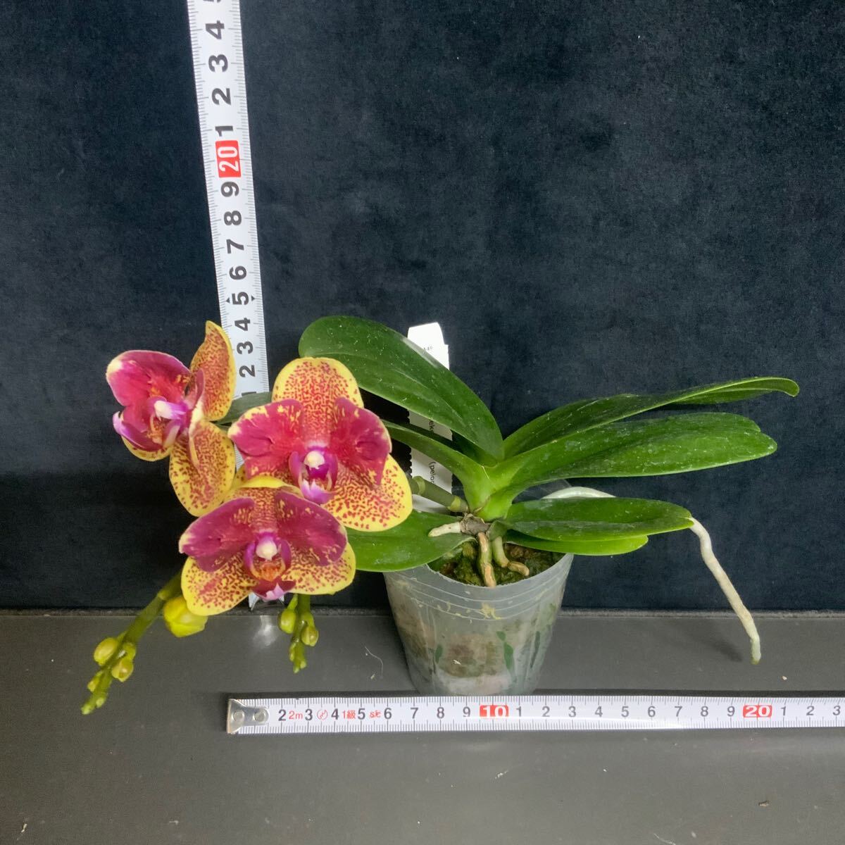 Yahoo!オークション - (^ ^)(172)Phal. Sogo Vieker ‘456’