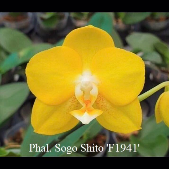 Yahoo!オークション - (^ ^)(174)Phal. Sogo Shito