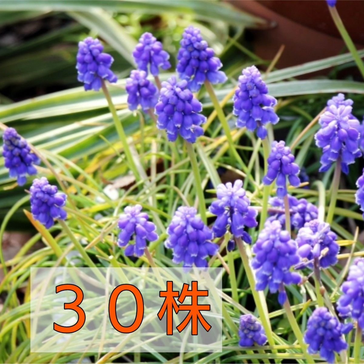 ムスカリ開花中 花付き苗 3cmクラス球根などを優先してお届けし ムスカリ開花中 花付き苗 3cmクラス球根などを優先してお届けし
