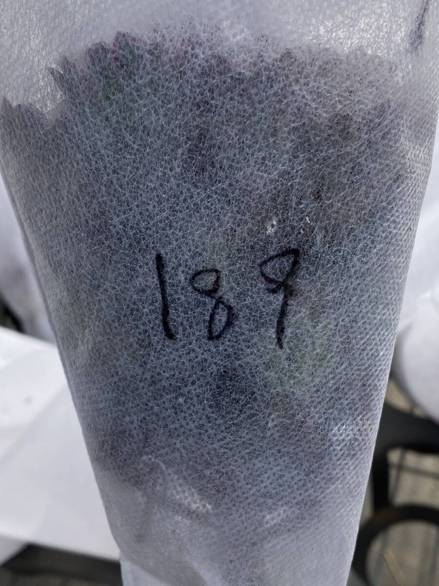 Yahoo!オークション - 15株Y189-1多肉植物 エケベリア 黒い天使超美苗 ...