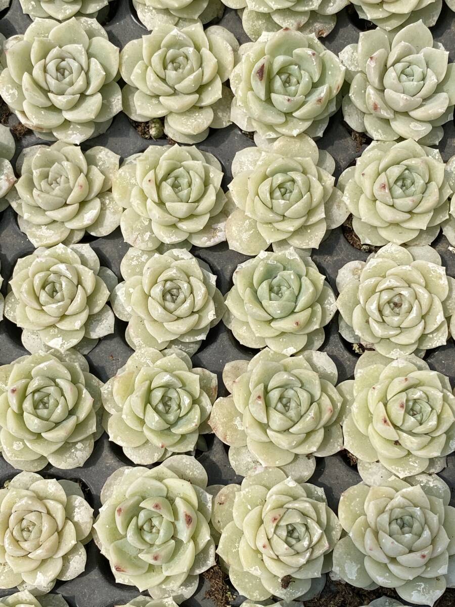 Yahoo!オークション - 20株Y142多肉植物 エケベリア精巧である超美苗 ...