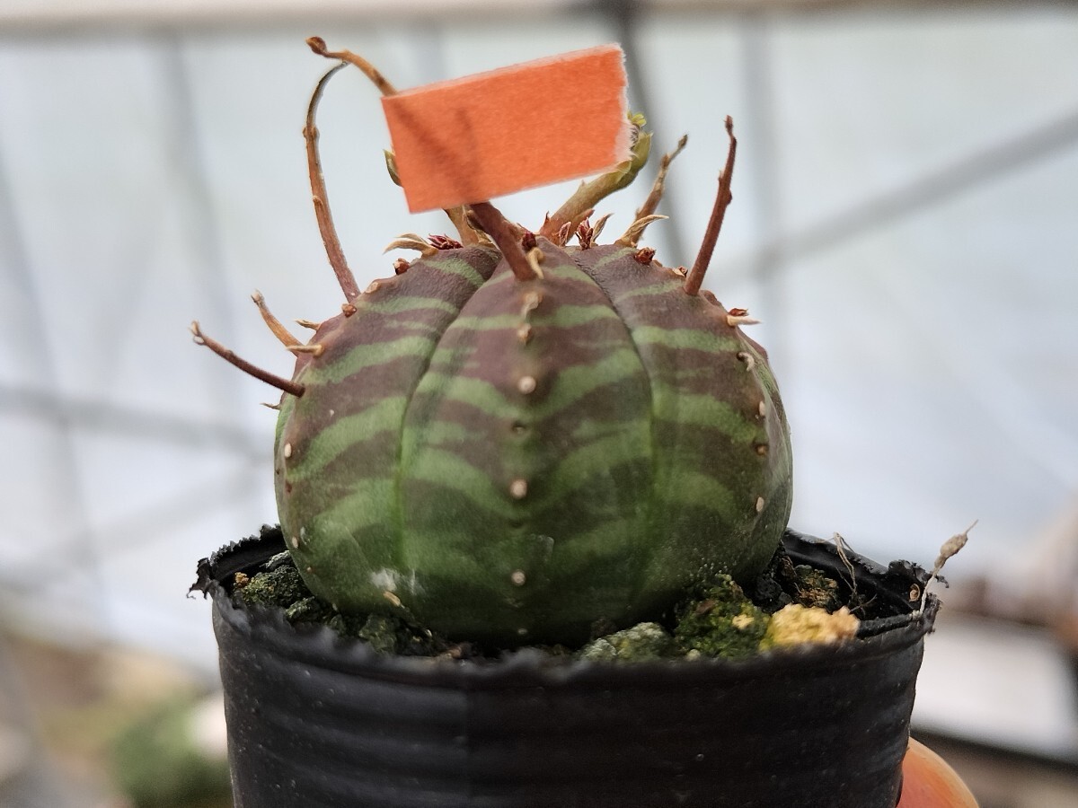 Yahoo!オークション - 11実生 SBV 雌株 スーパーブラックバリダ キズあ...