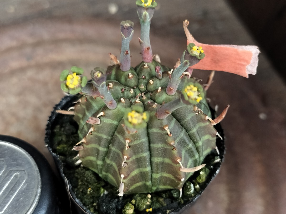 47実生 SBV スーパーブラックバリダ キズあり 多肉植物 ユーフォルビア 発根済み ロウルサンコ(サボテン)｜売買されたオークション情報、yahooの商品情報をアーカイブ公開 ...