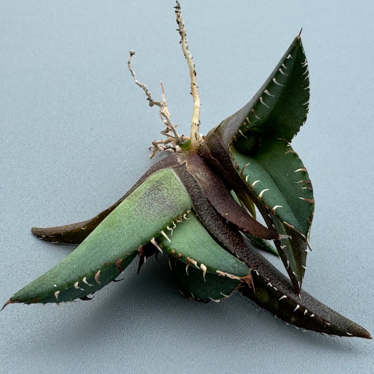 Yahoo!オークション - K859特選 アガベ 多肉植物 チタノタ 黑犀牛 強棘...