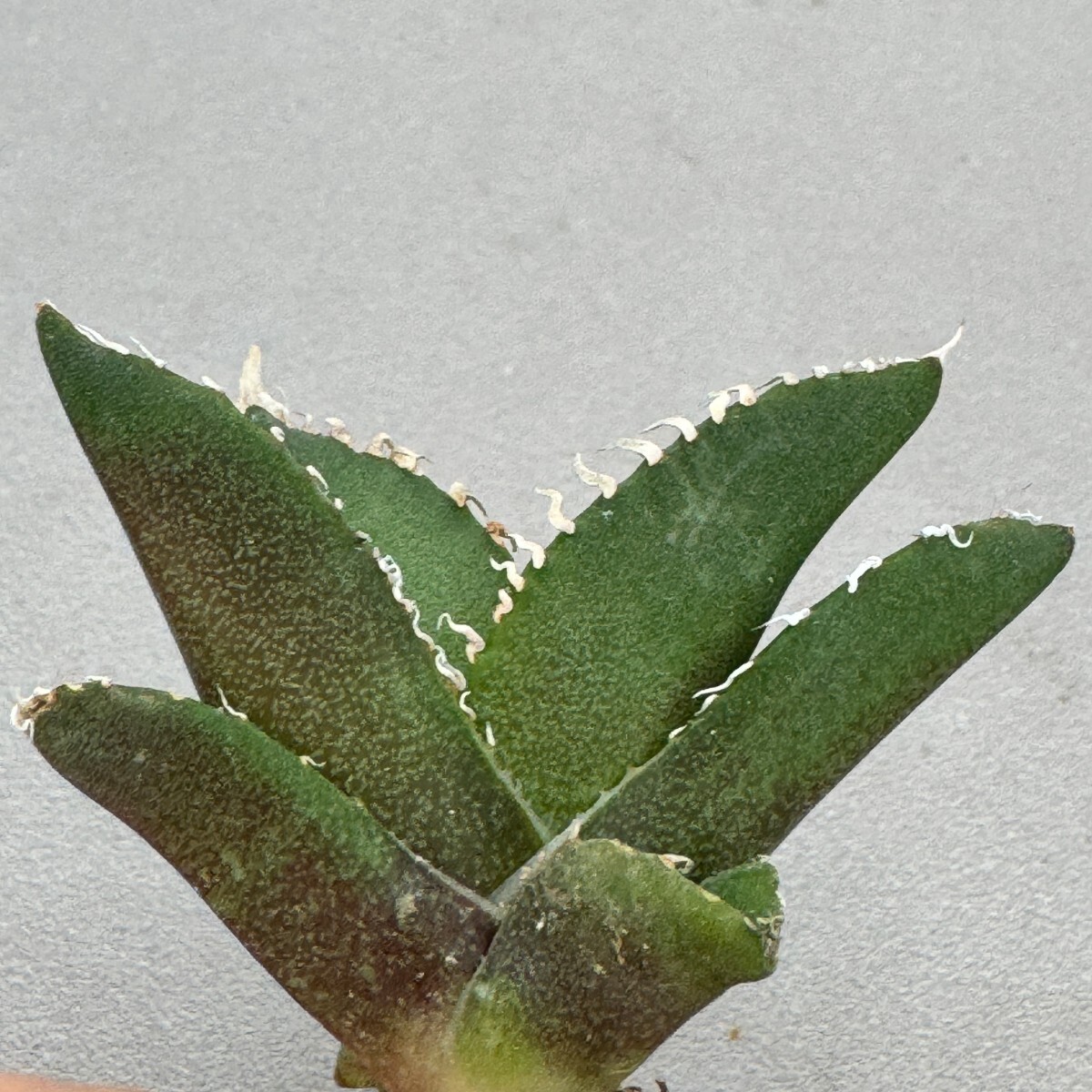 Yahoo!オークション - K803アガベ チタノタ南アフリカダイヤモンド SAD...