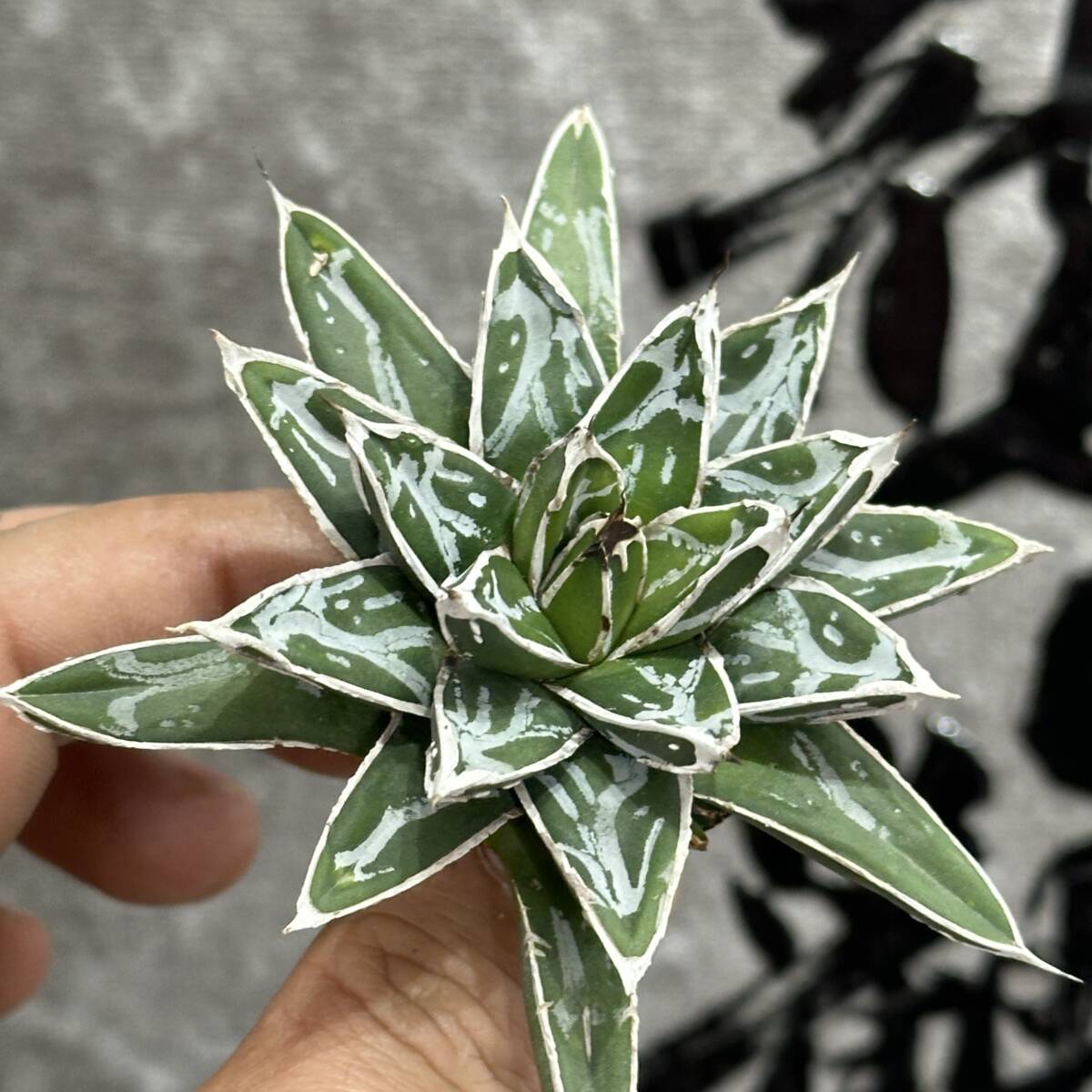 Yahoo!オークション - 【龍園觀】① No.B64 特選 アガベ 多肉植物 児玉...