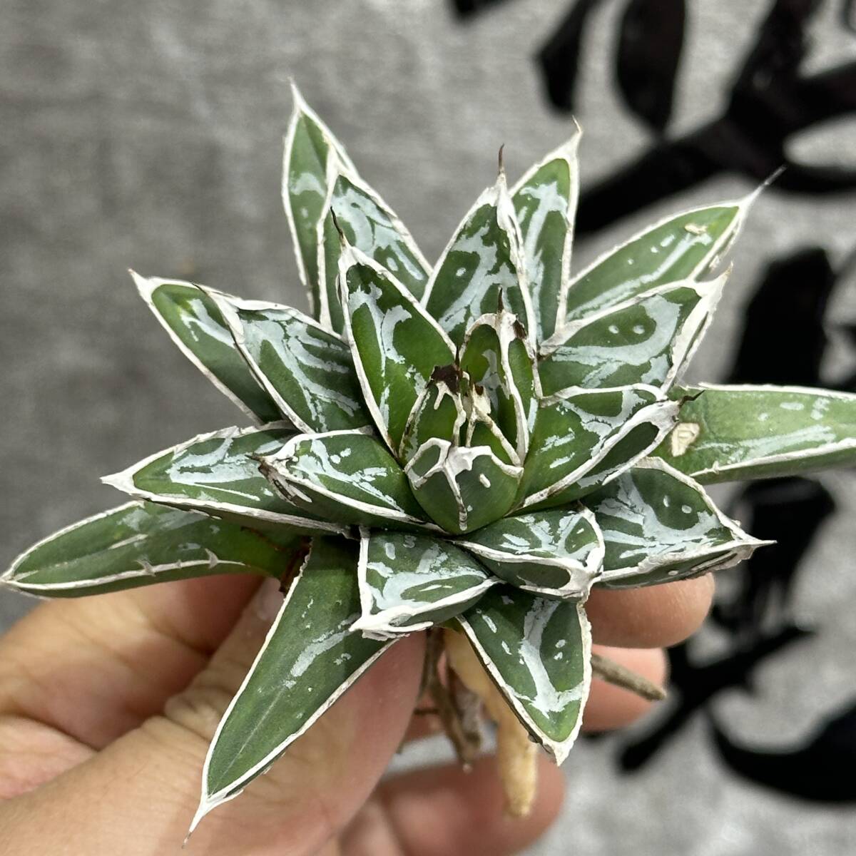 Yahoo!オークション - 【龍園觀】① No.B64 特選 アガベ 多肉植物 児玉...