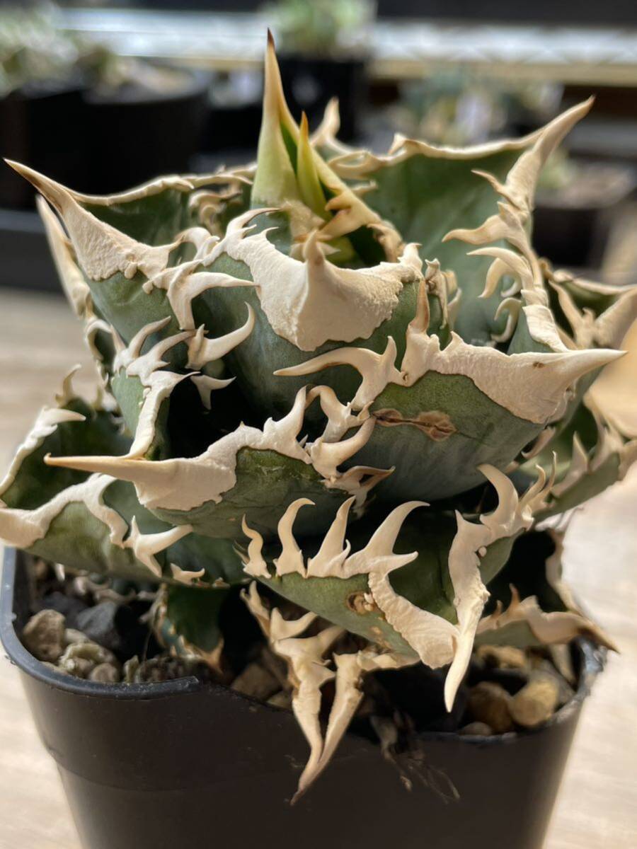 Yahoo!オークション - 【極上未発根子株】lize産大白鯊 アガベ チタノ...