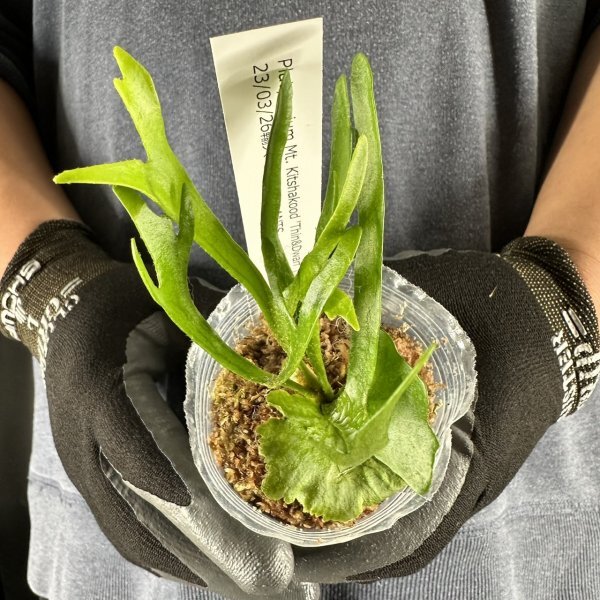 Yahoo!オークション - Y093 Platycerium Mt. Kitshakood 'Thin&Dwarf'