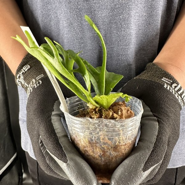 Y093 Platycerium Mt. Kitshakood 'Thin&Dwarf' 台湾株 3/26輸入 プラティケリウム キッチャクード シンドワーフ 細葉矮性(ビカクシダ、コウモリ ...