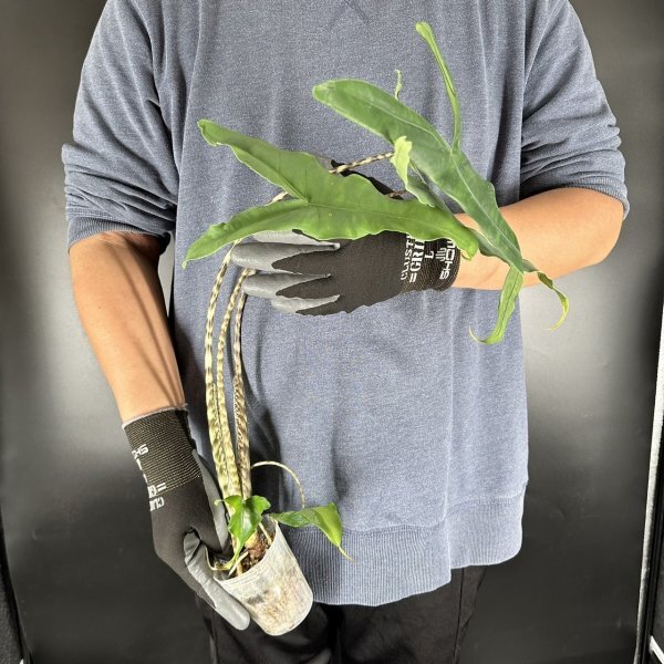 Y023 特大株 Alocasia zebrina 'Tigrina Superba' 3/26輸入 アロカシア ゼブリナ ティグリナ スパーバ クワズイモ アロイド(その他)｜売買された ...