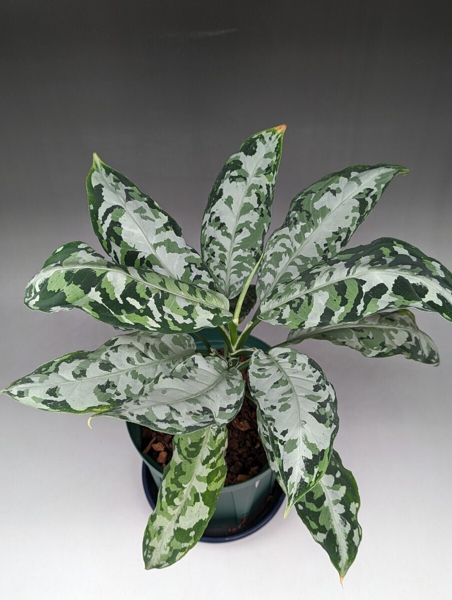 Yahoo!オークション - LA便ネームド株 柳緑花紅【LA0913-1ss】増殖株の...