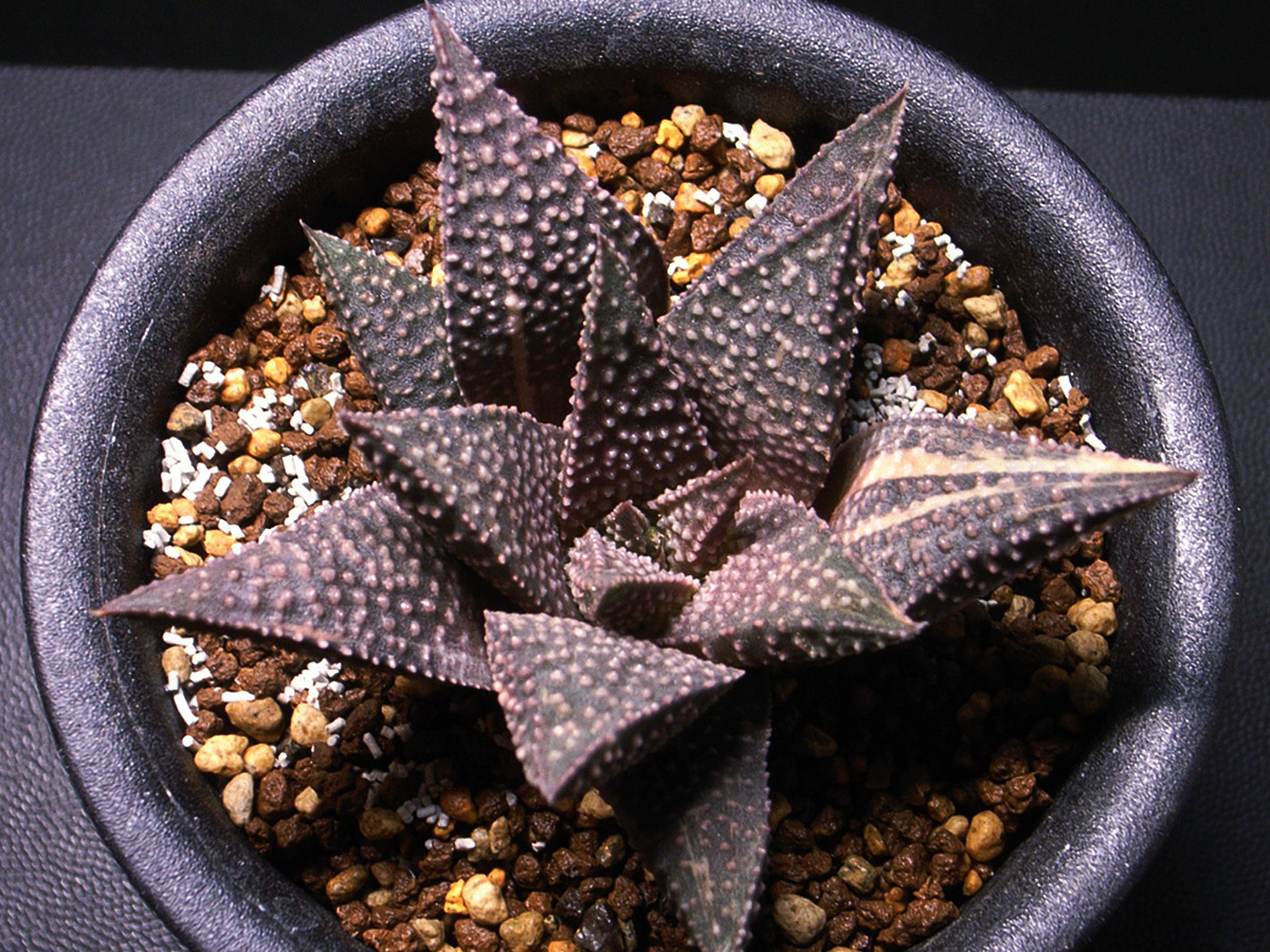 Yahoo!オークション - 【多肉植物】ハオルチア ‘ 華厳 ‘ 斑入 / Hawo...