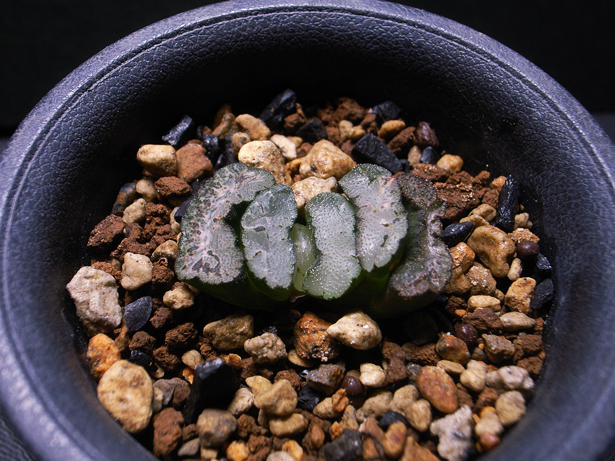 Yahoo!オークション - 【多肉植物】ハオルチア 玉扇 ‘ 玄武 ‘ / Hawo...