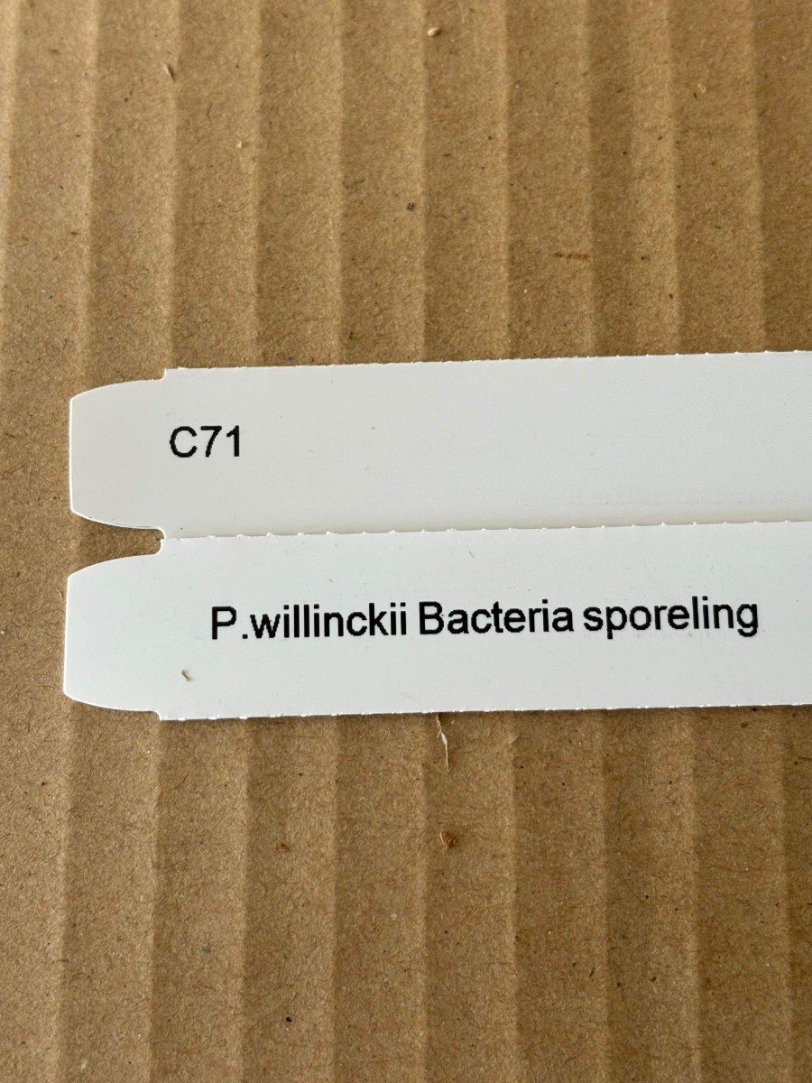 Yahoo!オークション - C71 P.Willinckii Bacteria sporeling バクテリ...