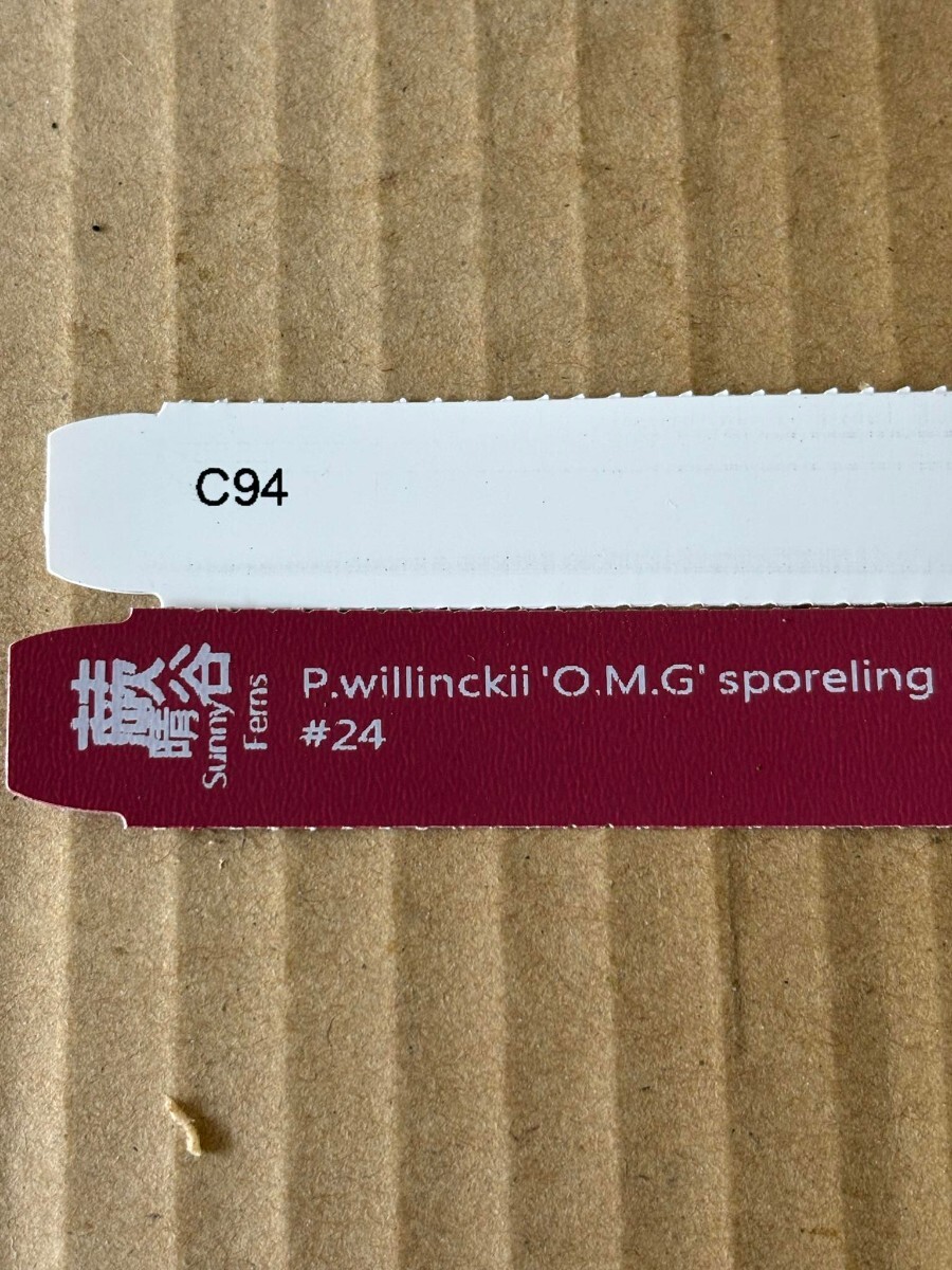 Yahoo!オークション - C94 P.Willinckii 'OMG' sporeling #24 のOC pup...