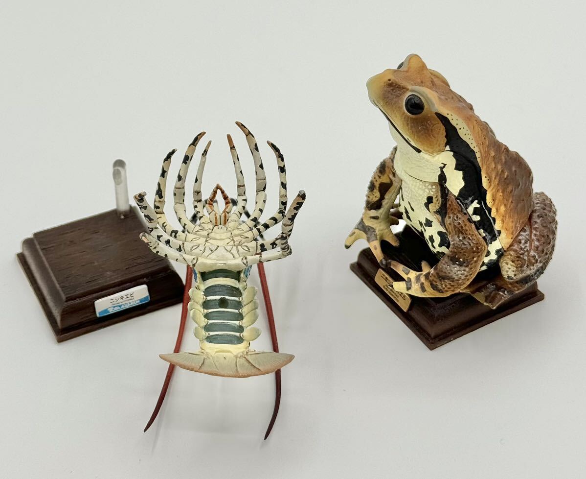 Yahoo!オークション - ネイチャーテクニカラー 鳥羽水族館立体コレクシ...