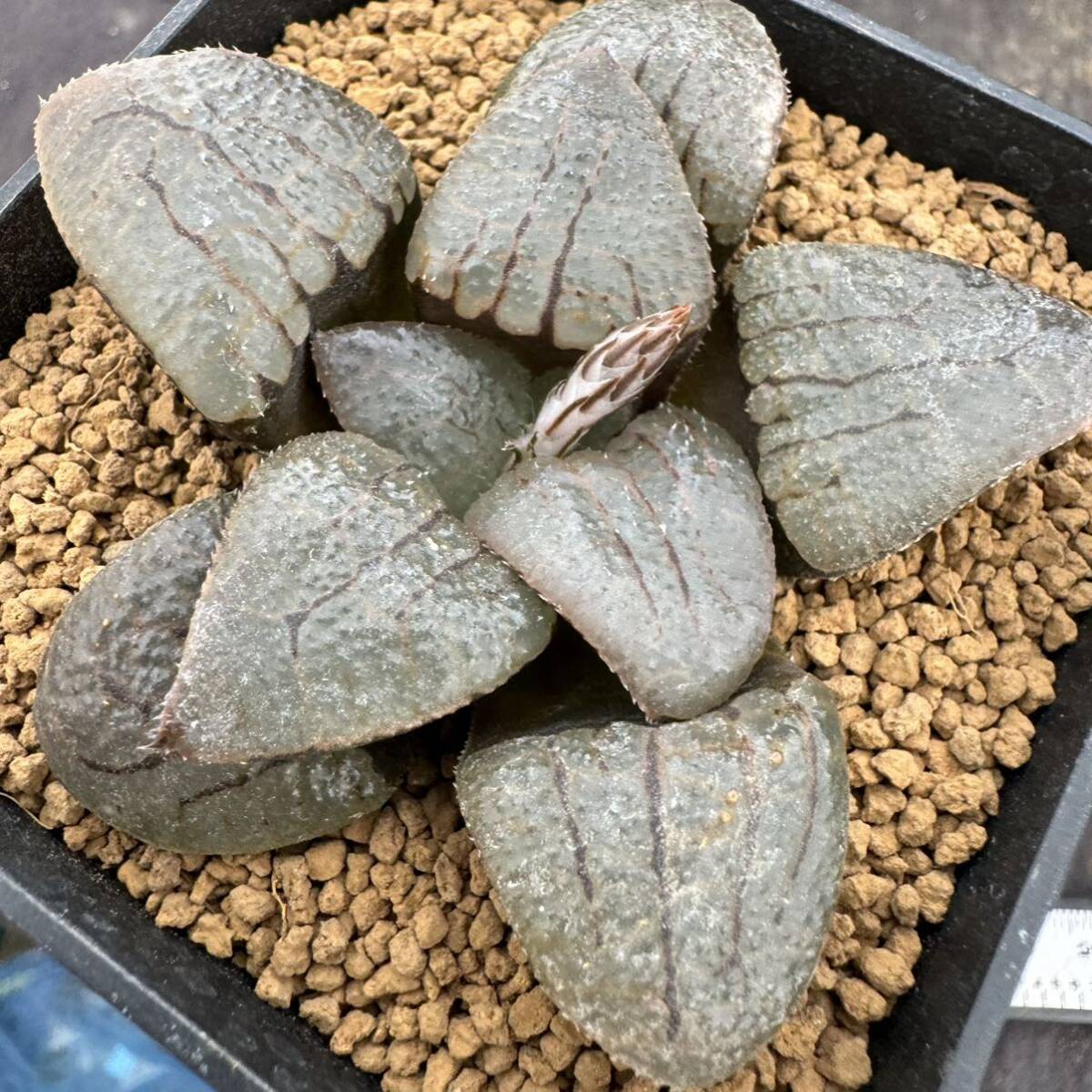 サボテン 多肉植物 850 ハオルシア 魔郷 Haworthia springbokulakensis hyb. ハオルチア(サボテン)｜売買されたオークション情報、yahooの商品情報を ...