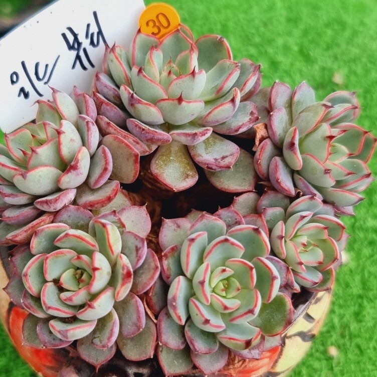 Yahoo!オークション - 0422-O230 ウィズビューティー エケベリア 多肉...