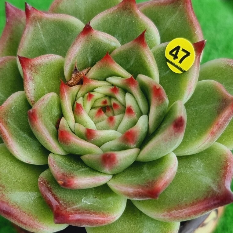 Yahoo!オークション - 0425-Y547 Toscanelli エケベリア 多肉植物 韓国...