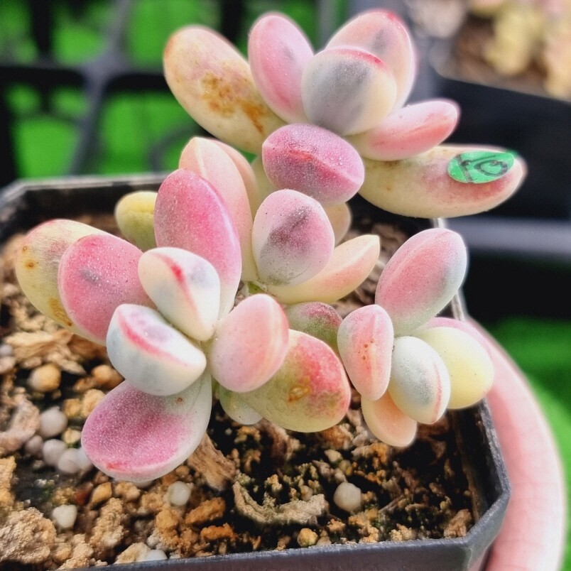 Yahoo!オークション - G0430-G110 嫁入り娘(錦) Cotyledon 多肉植物 韓...