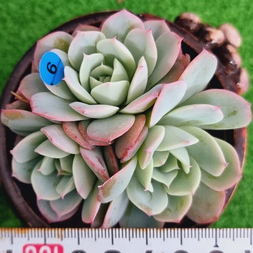 Yahoo!オークション - 0423-B006 ピンクエアー エケベリア 多肉植物 韓...