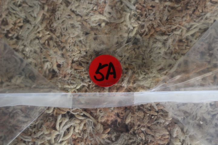 ニュージーランド産水苔 5A AAAAA 3Kg 北海道 沖縄以外 富貴蘭 長生蘭 山野草(ラン)｜売買されたオークション情報、yahooの商品情報をアーカイブ公開 - オークファン ...