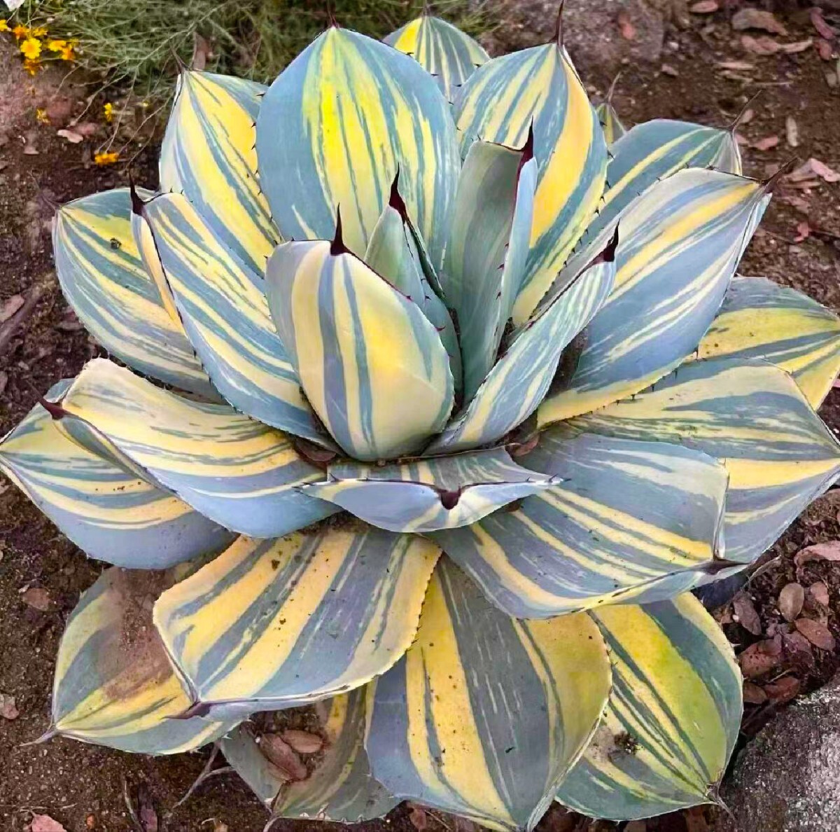 Yahoo!オークション - BB53アガベ パリー トランカータ ライムストリー...