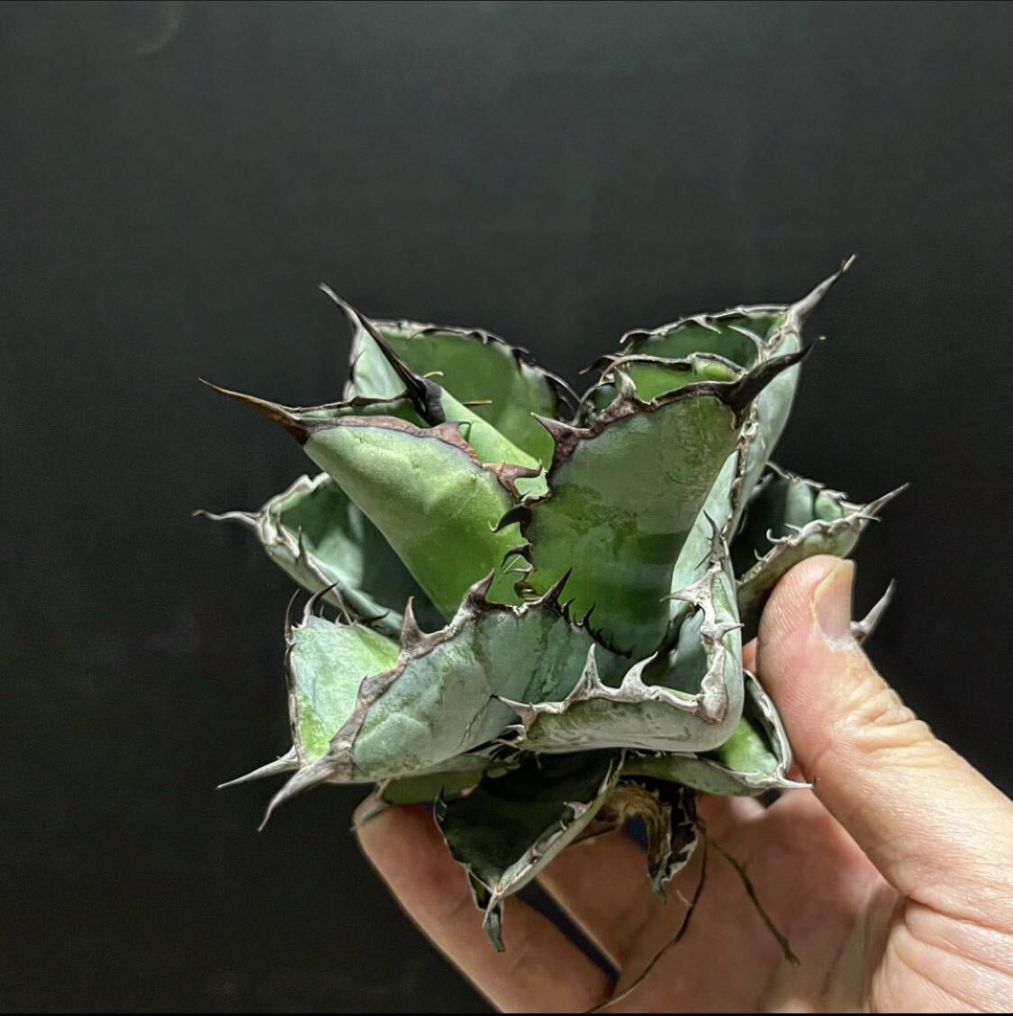 hp 35 アガベ チタノタ ブラックアンドブルー ブルーボール osp育成株 w約12cm(アガベ)｜売買されたオークション情報、yahooの商品情報をアーカイブ公開 - オークファン ...