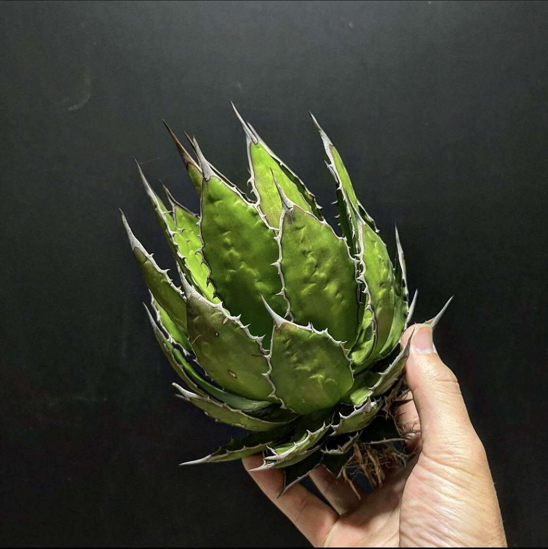 Yahoo!オークション - hp 68 アガベ ホリダ osp育成株 w約16cm