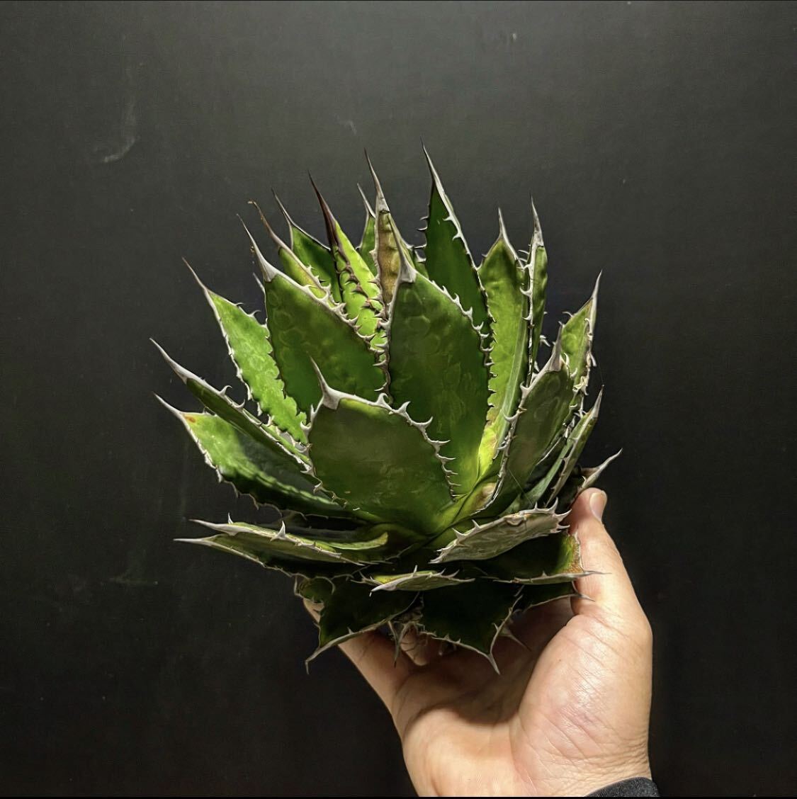 Yahoo!オークション - hp 70 アガベ ホリダ osp育成株 w約19cm