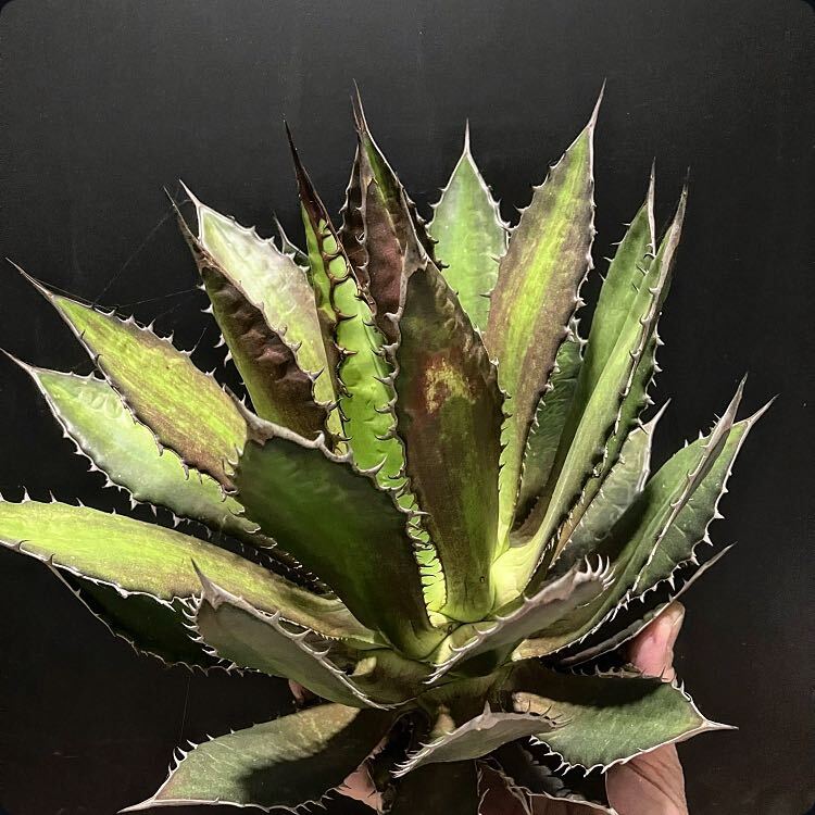 Yahoo!オークション - hp 63 アガベ ホリダ osp育成株 w約27cm