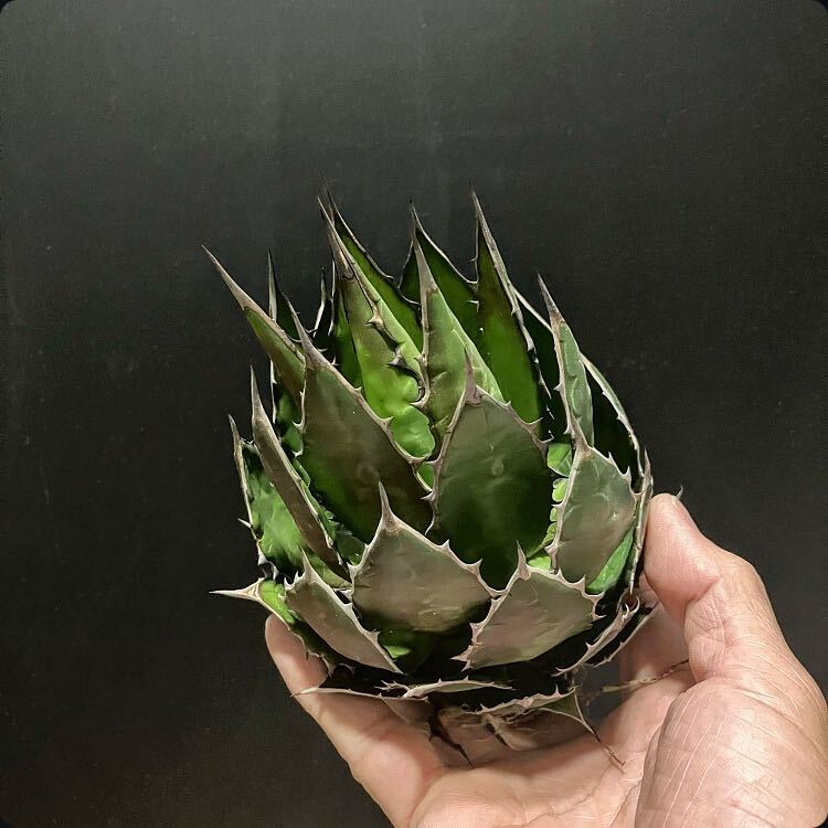 Yahoo!オークション - hp 68 アガベ ホリダ osp育成株 w約13cm