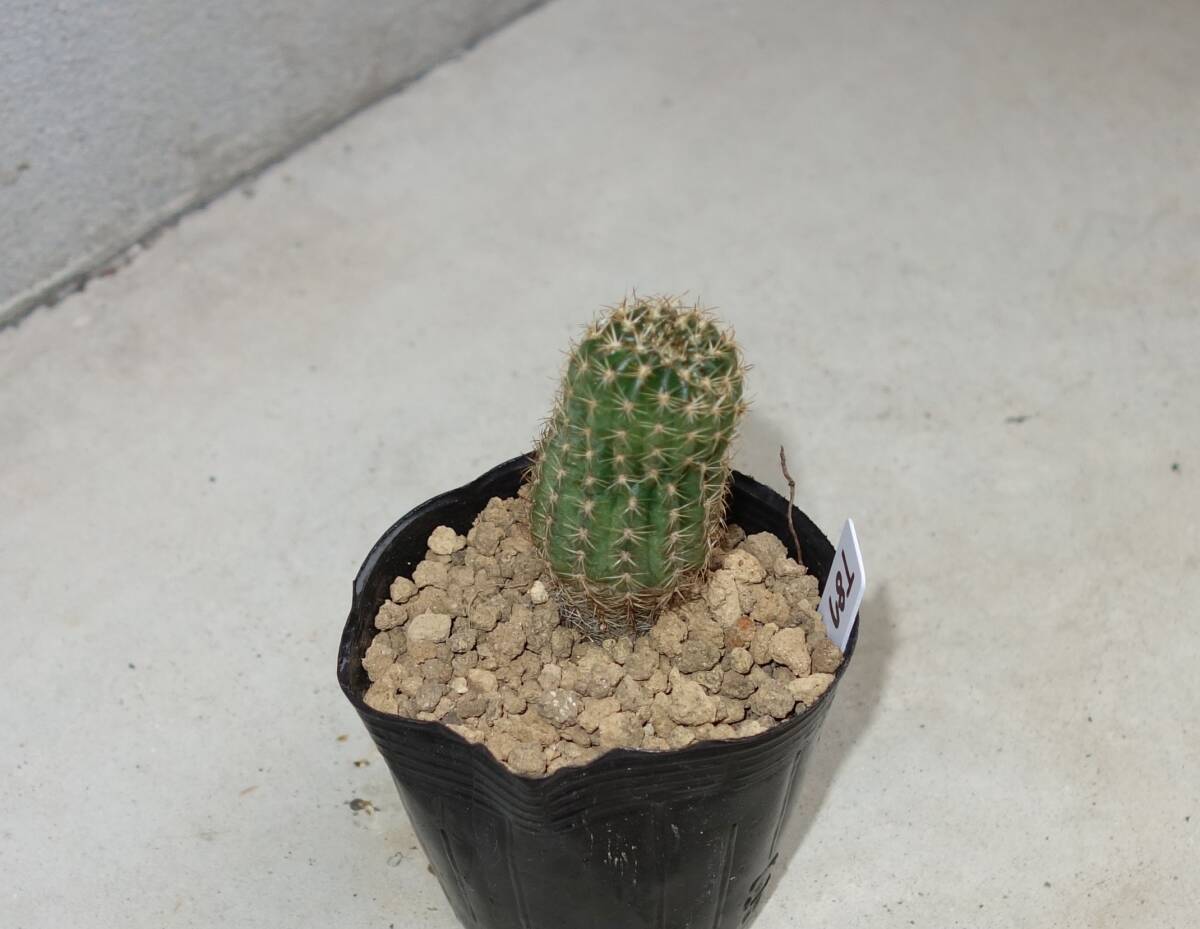 Yahoo!オークション - 花サボテン T87