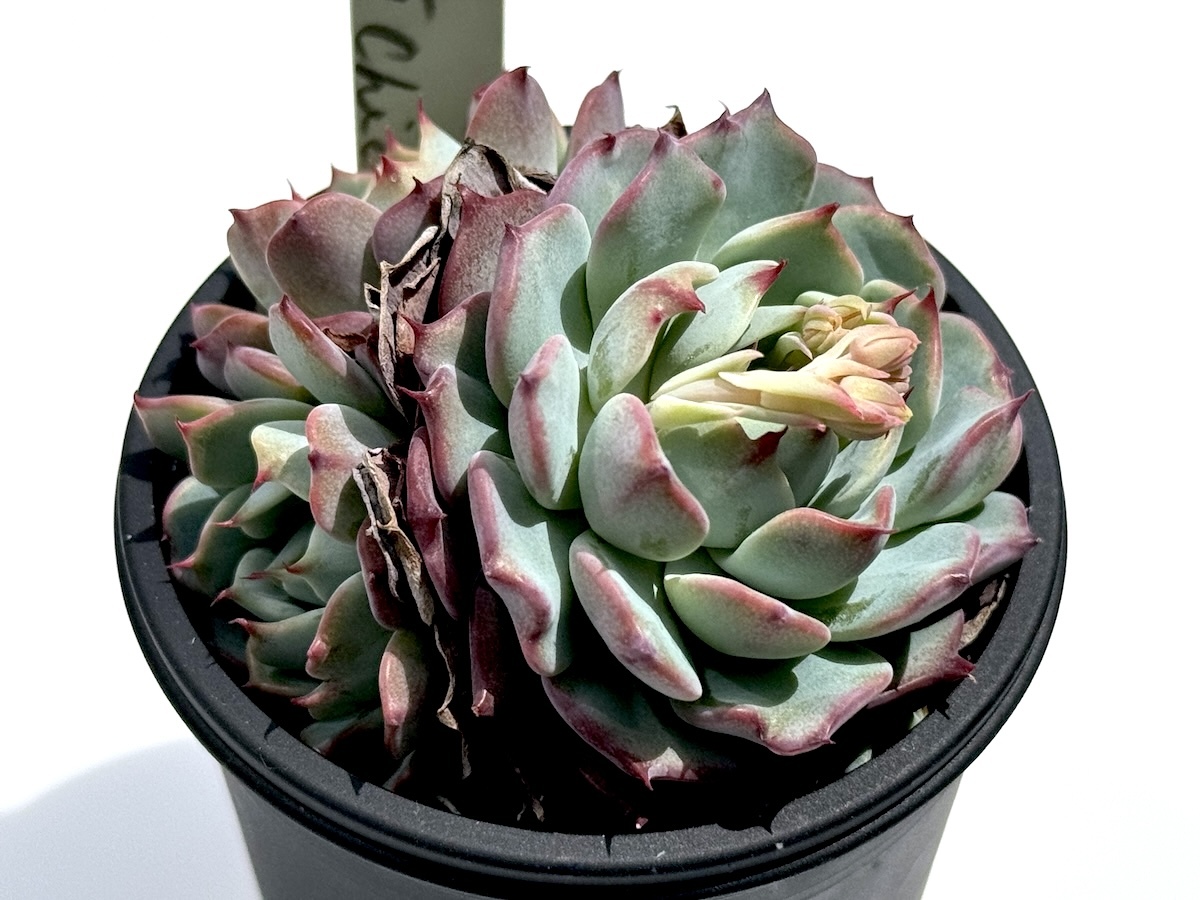 Yahoo!オークション - エケベリア 原種 エレガンス エル チコ クローン...