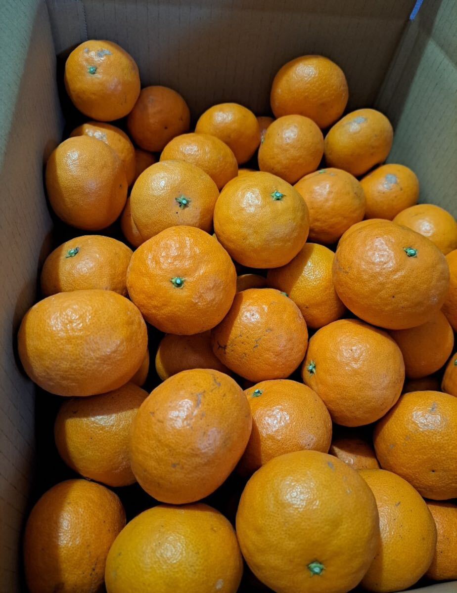 Yahoo!オークション - 【夏のみかん 】AQ和歌山 カラマンダリン 5kg 2L...